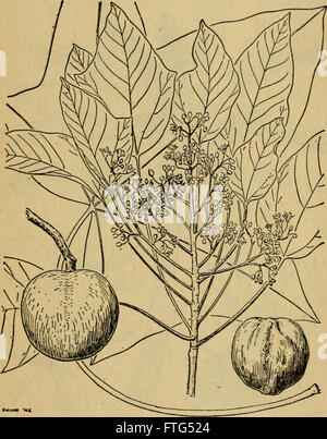 A 1943 guide identifying emergency food plants and poisonous plants of ...