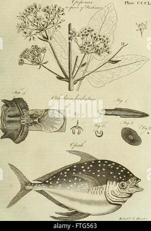 This comprehensive encyclopaedia organizes various arts, sciences, and ...