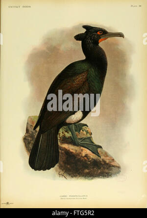 An illustration showcasing extinct bird species, providing visual ...
