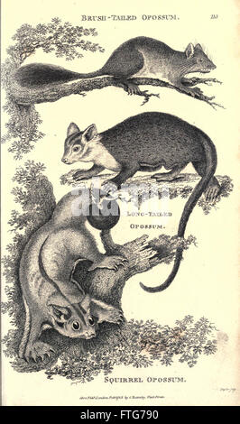 This plate from 'General Zoology' illustrates various species ...