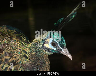 Female Asian Green Peahen or Java peafowl (Pavo muticus) with a baby ...