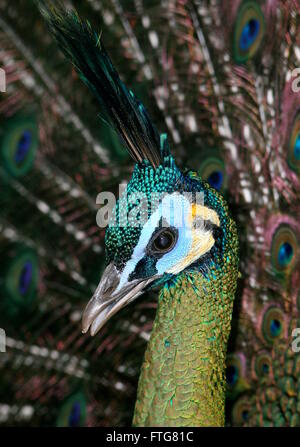 Java green Peafowl (Pavo muticus), Bali Bird Park, Indonesia Stock ...