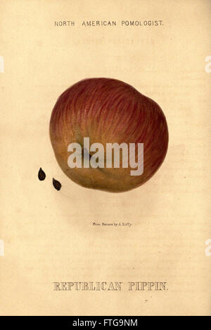 A detailed illustration of fruit varieties and cultivation techniques ...