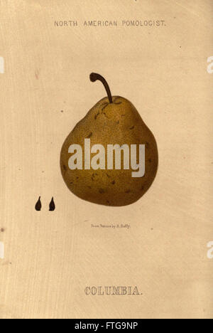 A plate from Hoffy's 'North American Pomologist,' illustrating various ...