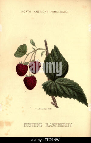 *Hoffy's North American Pomologist* features detailed plates ...