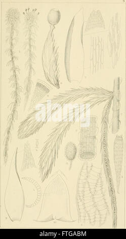 A 1874 work detailing figures and descriptions of moss species native ...