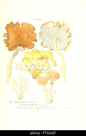 'Iconographie des Champignons de Paulet' is a detailed botanical ...