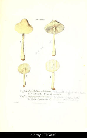 An illustration from 'Iconographie des champignons' by Paulet ...
