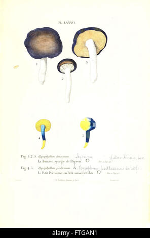 This plate from 'Iconographie des champignons de Paulet' depicts ...