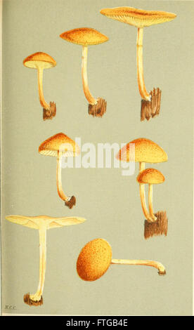 This atlas, featuring illustrations of British Hymenomycetes fungi ...