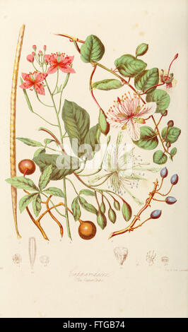 This botanical work presents detailed illustrations and descriptions of ...