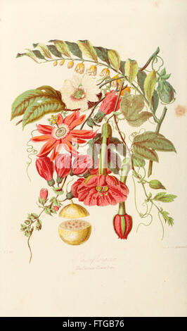 Plate 3 from 'Illustrations of the Natural Orders of Plants' provides ...