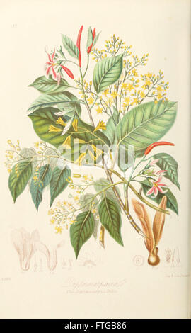 An illustration from Illustrations of the Natural Orders of Plants ...