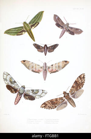 An illustration of typical specimens from the Heterocera (moths ...