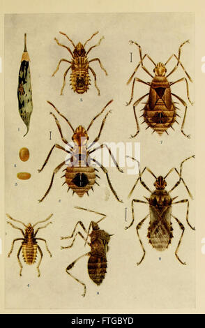 This plate showcases the natural history of Indian insects ...