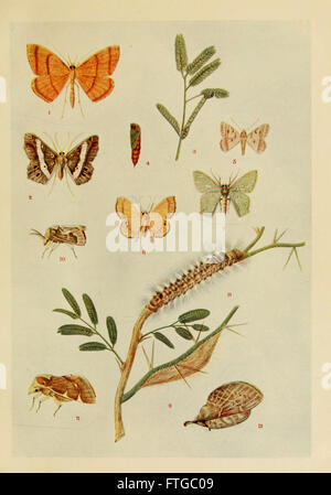 This plate from 'Indian Insect Life' illustrates various species of ...