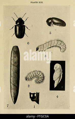 This plate from 'Indian Insect Life' illustrates various species of ...