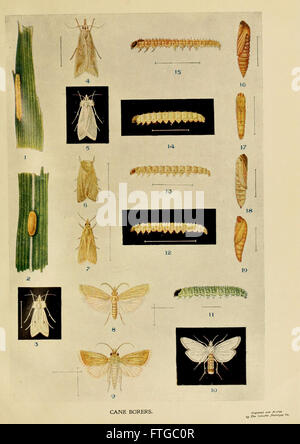 This plate from Indian Insect Life features a detailed illustration of ...