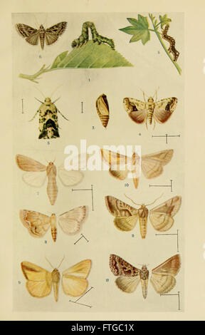 'Indian Insect Life' presents a detailed study of the insect species ...