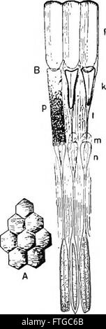 A foundational text in botany, offering a classification of plants ...
