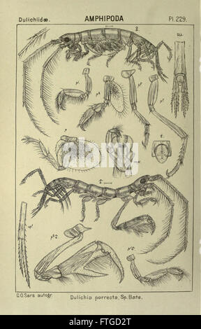 This plate showcases various species of Crustacea found in Norway ...