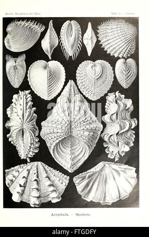 A 1904 work by Ernst Haeckel showcasing intricate illustrations of ...