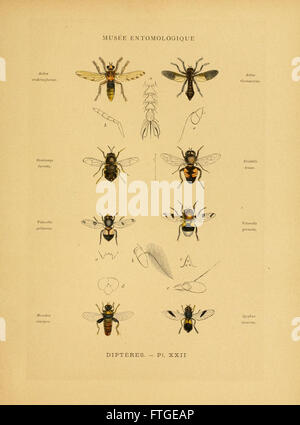Plate X from 'Les Insectes' features detailed illustrations of various ...