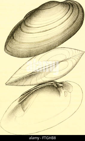 This monograph on the Unionidæ family provides a detailed study of ...