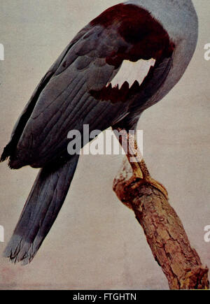 This work explores the interconnectedness of nature through color ...