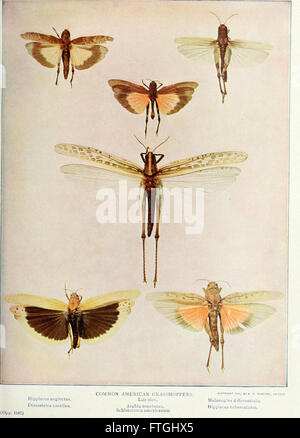 This plate from 'Nature Neighbors' illustrates various species of ...