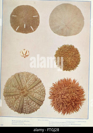 This Plate illustrates the interconnectedness of different species in ...
