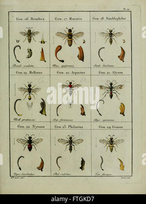 A scientific method for classifying hymenoptera and diptera, as ...