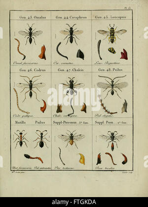 A new method for classifying hymenoptera and diptera, illustrated with ...