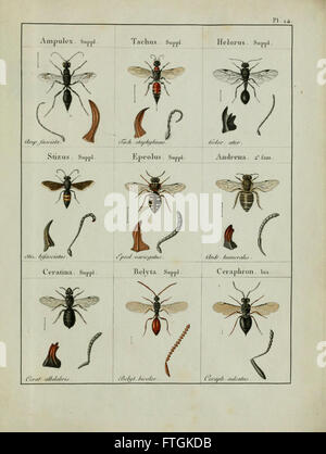 A new method for classifying hymenoptera and diptera, illustrated with ...