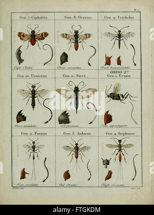A method for classifying Hymenoptera and Diptera species, focusing on ...