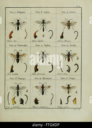 A method for classifying Hymenoptera and Diptera species, focusing on ...