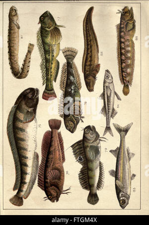 A guide on identifying the fish species of a country, featuring ...