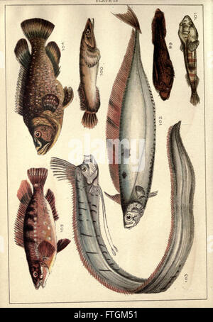 A guide to identifying various fish species native to the country ...