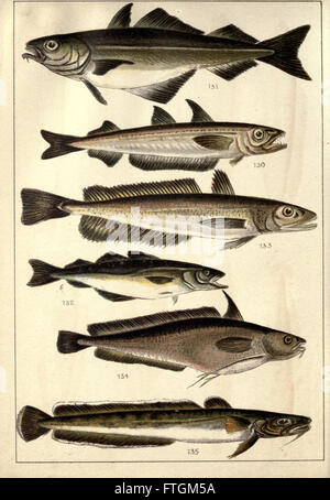 Our country's fishes and how to know them (Plate 17 Stock Photo - Alamy