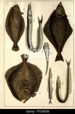 A guide to identifying various fish species native to the country ...