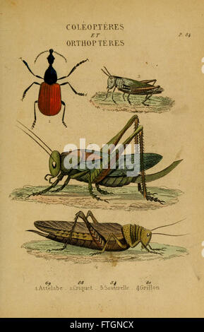 *Petit Buffon Illustré* is a French illustrated version of Georges ...