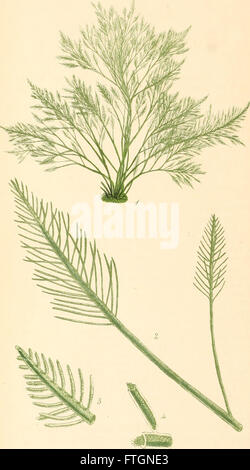 A detailed history and classification of British seaweeds, featuring ...