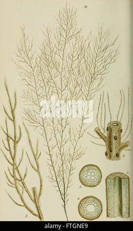 'Phycologia Britannica' is a comprehensive study of British seaweeds ...