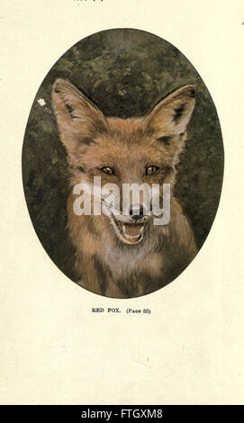 Squirrels and Other Fur-Bearers (Plate 15) depicts various species of ...