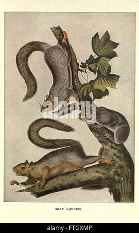 'Squirrels and Other Fur-Bearers' provides detailed depictions of ...