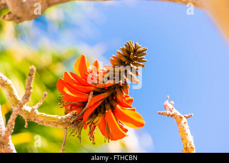 Tropical flowering plant Erythrina crist-galli: Common name Coral Tree ...