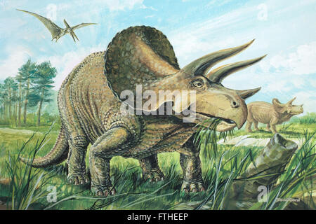 Illustration of a herd of triceratops dinosaurs. These animals were ...