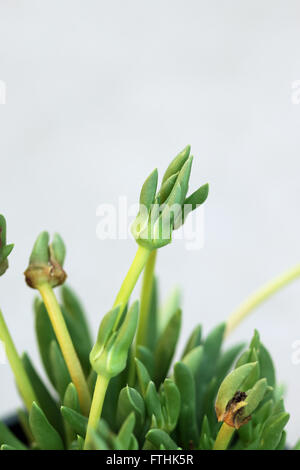 A macro shot of the petals of the blooming succulent Stock Photo - Alamy