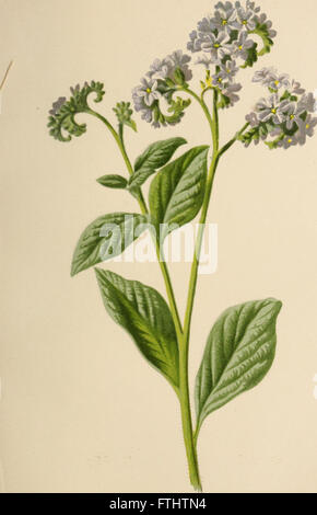 'Sweet-Scented Flowers and Fragrant Leaves' (1895) explores the history ...