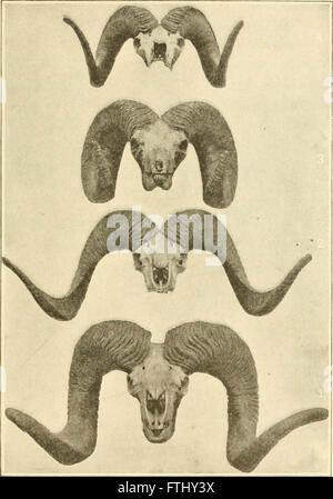 A comprehensive guide to the mammals of North America, detailing ...